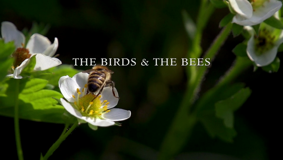 Images from 409 The Birds & the Bees – Outlander Watch